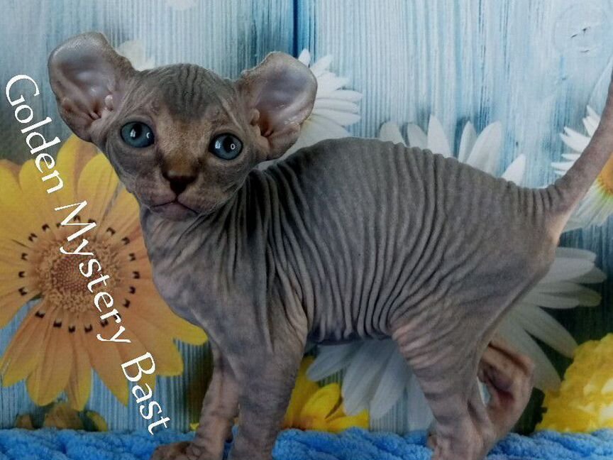 Сфинкс Эльф