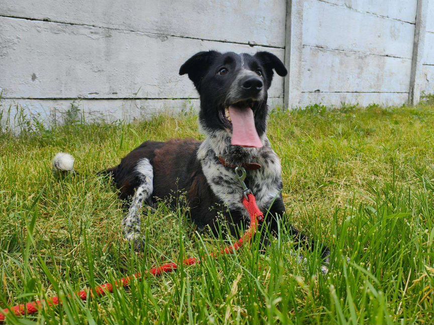 Собака пёс из приюта