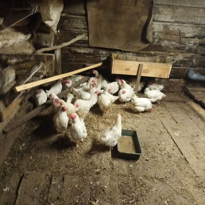 Куры несушки ломан