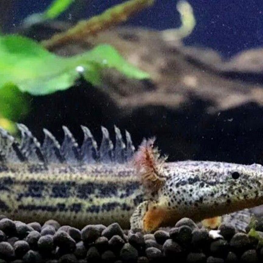 Полиптерус ансорги