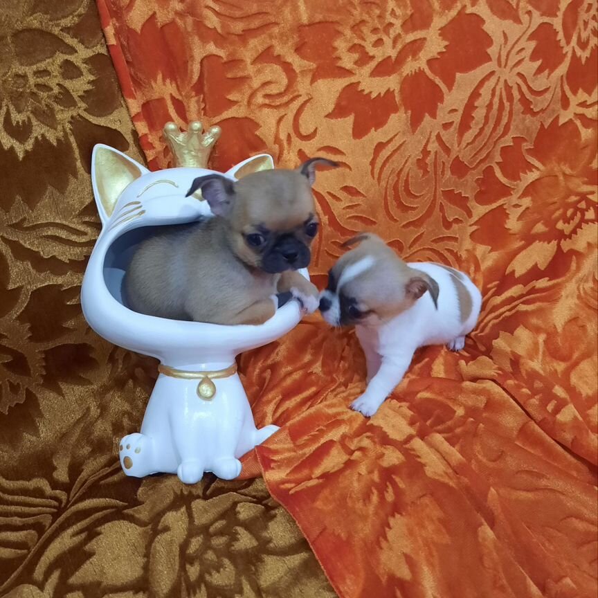 Щенки чихуахуа мини