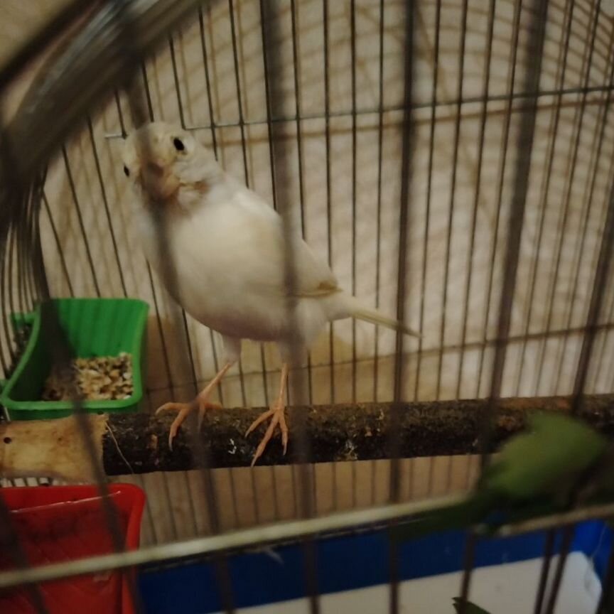 Кенар певчий