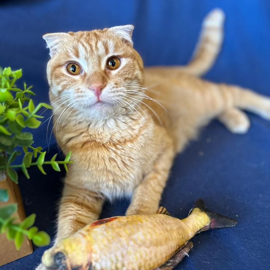 Ласковый ручной рыжий вислоухий кот