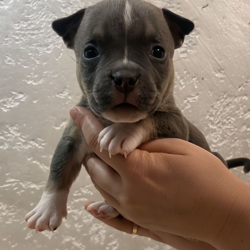 Американский булли, щенок