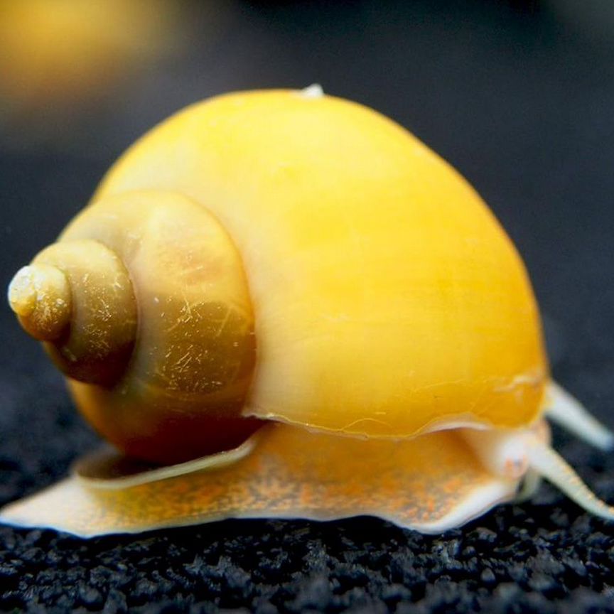 Улитка ампулярия