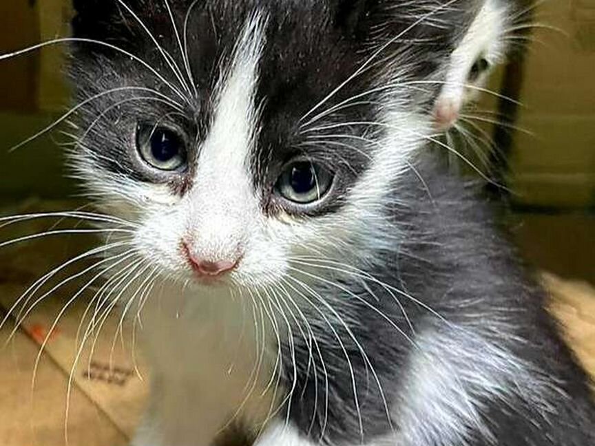 Котенок