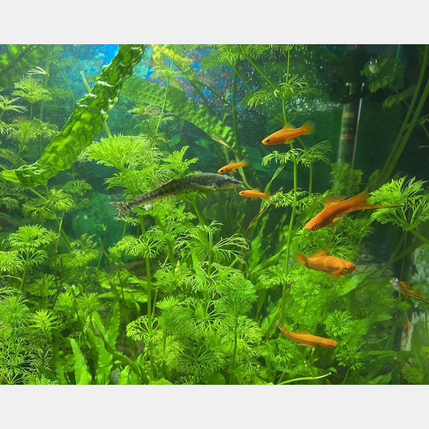 Усатый голец Аквариумная рыба