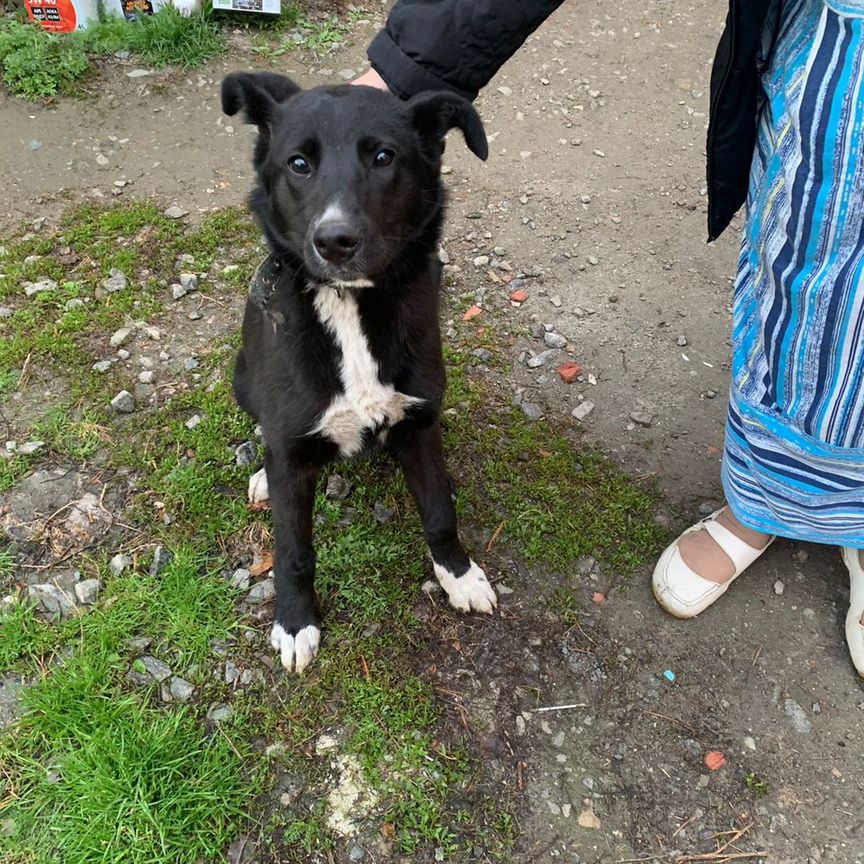 Отдам в добрые руки собачку