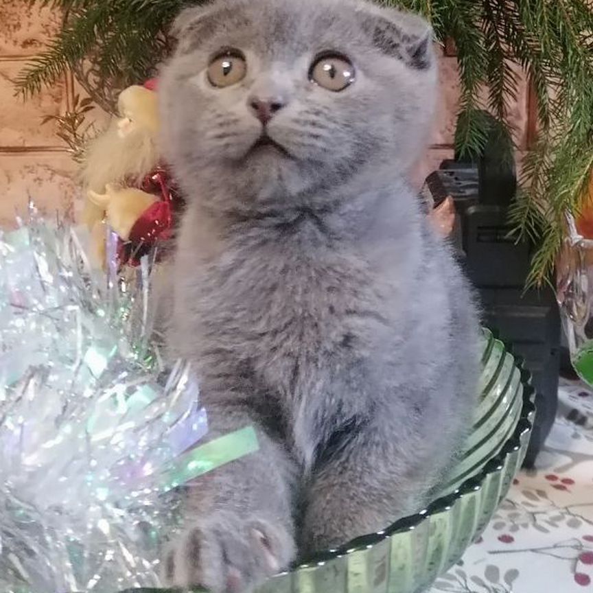 Вислоухий котёнок