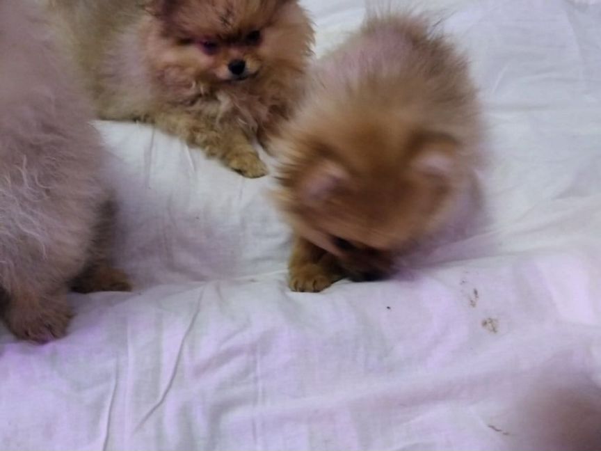 С Р О Ч Н О шпицы мальчики и девочки