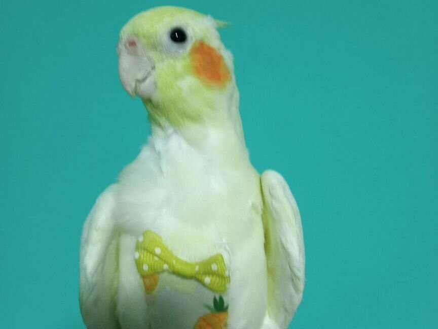 Попугай корелла с клеткой