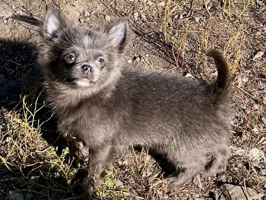 Чихуахуа голубой щенок