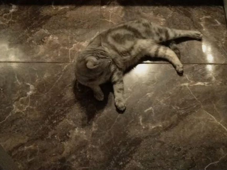 Отдам кошечку шотландку