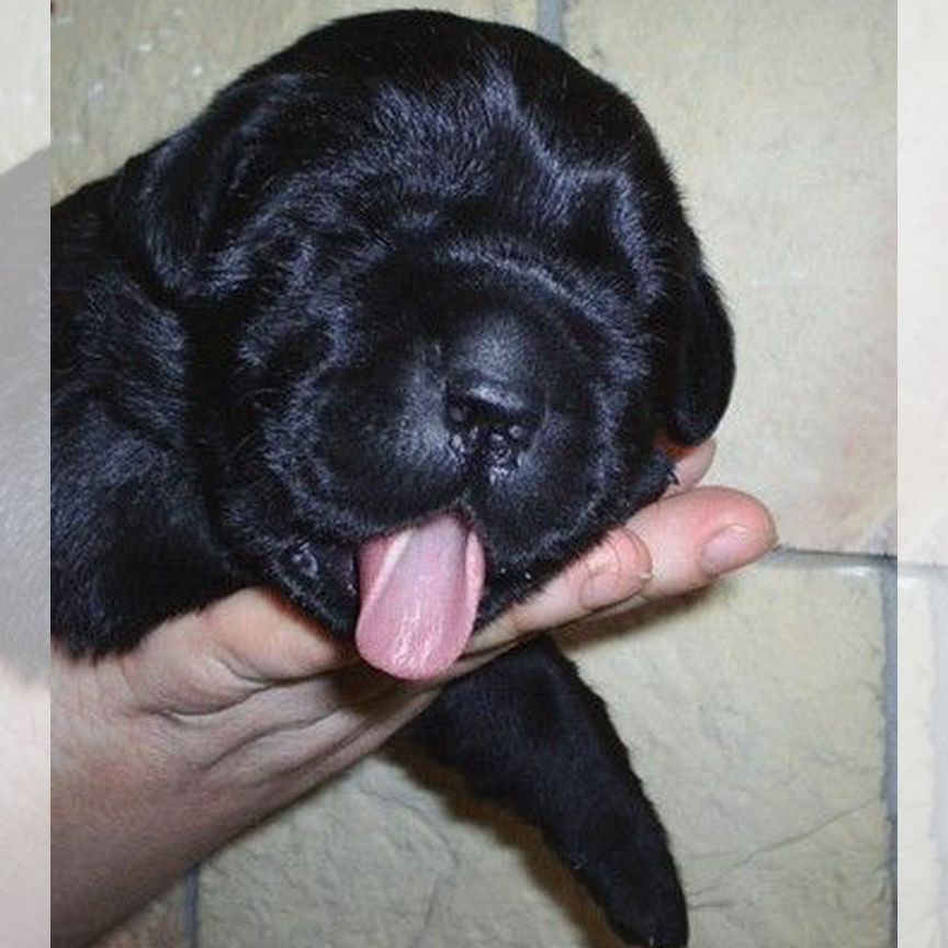 Лабрадор-ретривер, щенок