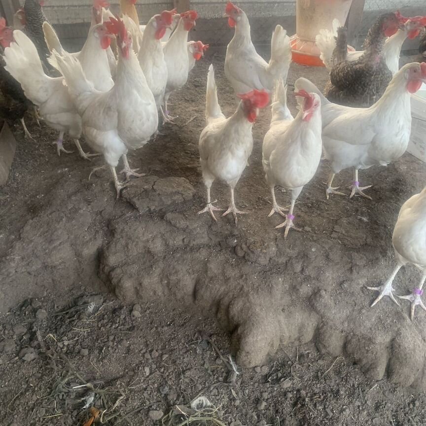 Куры несушки