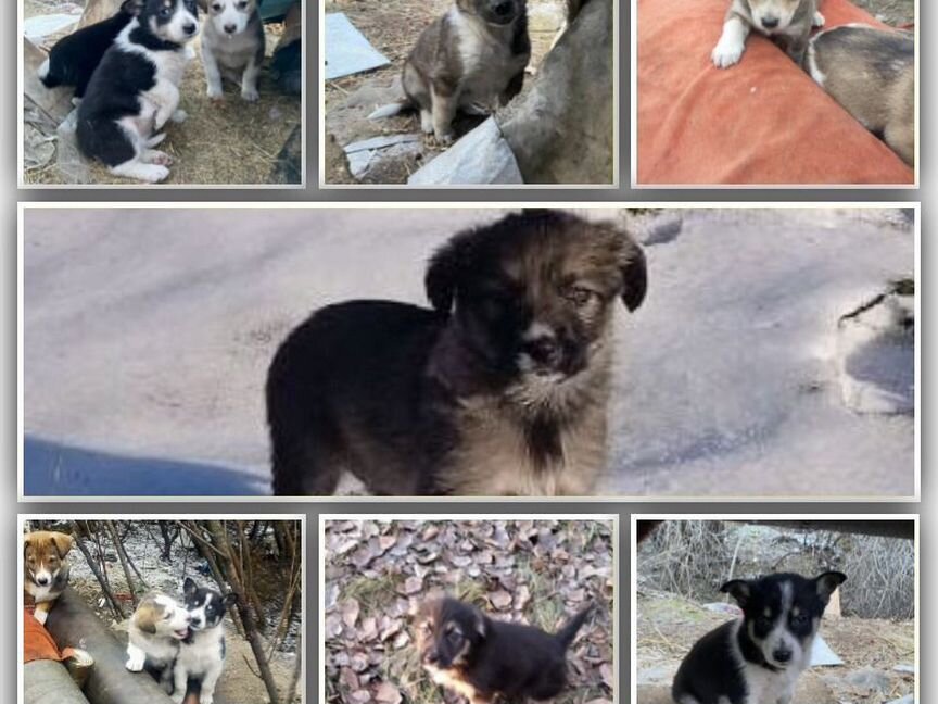 Собака в добрые руки