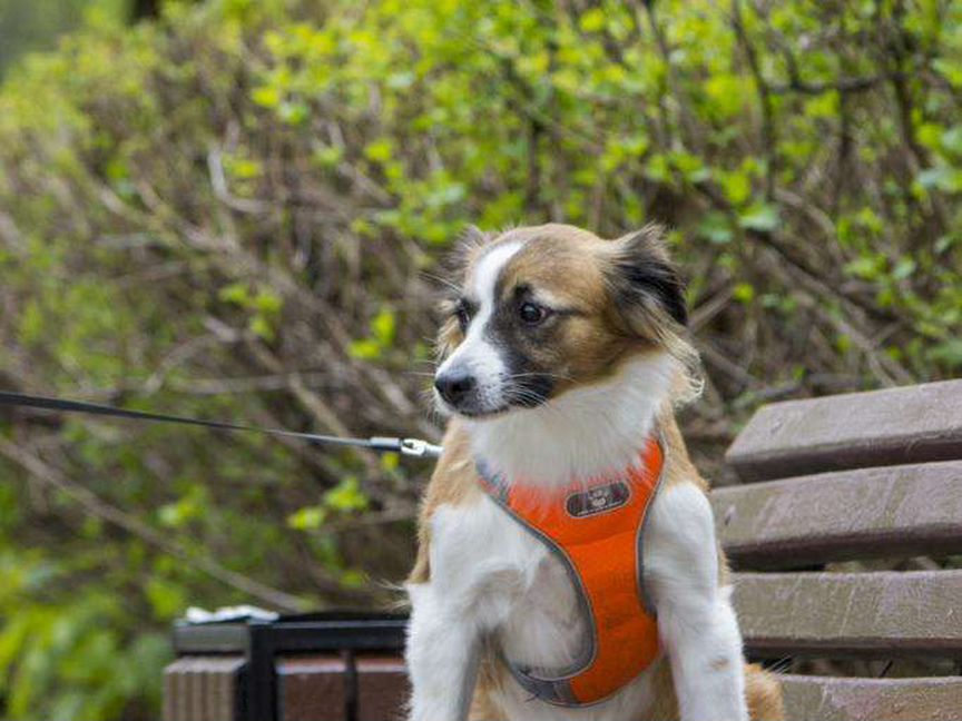 Маленькая собачка в добрые руки