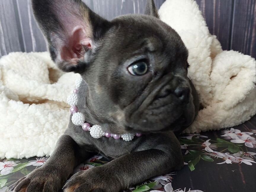 Французский бульдог