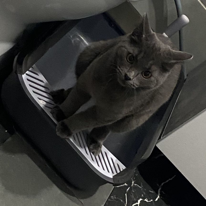 Британский короткошёрстный котёнок