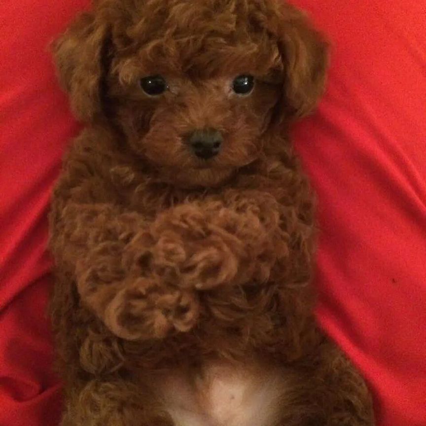 Щенки пуделя