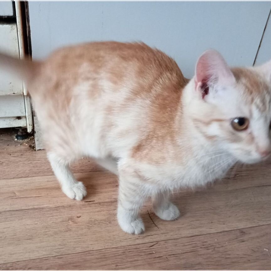 Котëнок около 4 месяцав