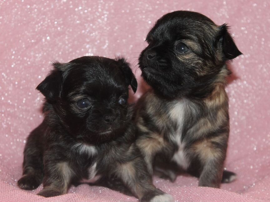 Мальчики чихуахуа длинники