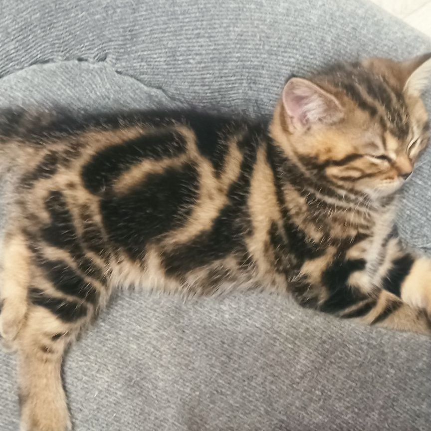 Кошки