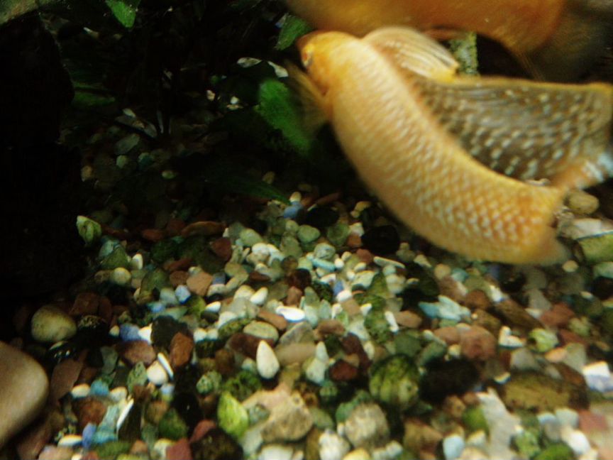 Аквариумные рыбки Велифера