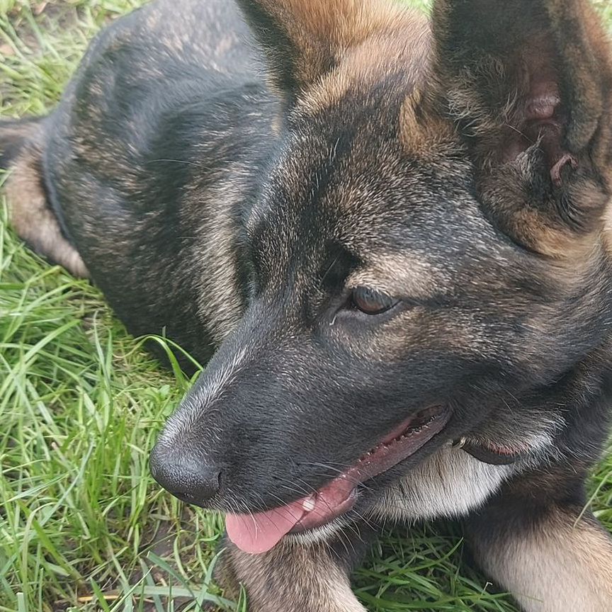 Отдам в добрые руки девочку стерилизована, привита