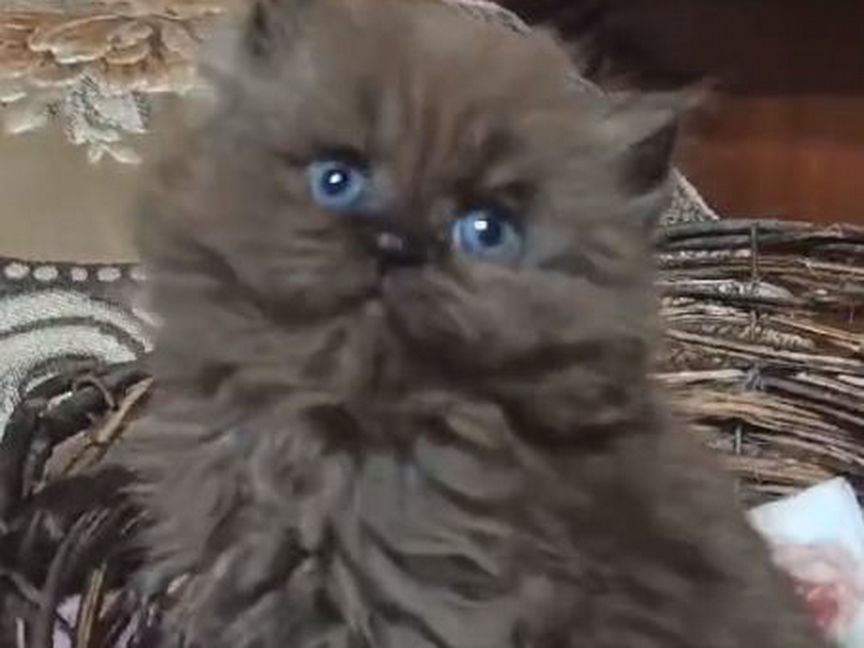 Девочка селкирк страйт, 2 мес