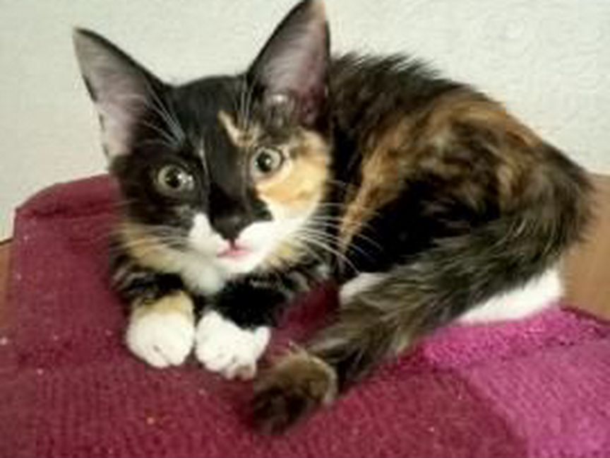 Отдам в добрые руки