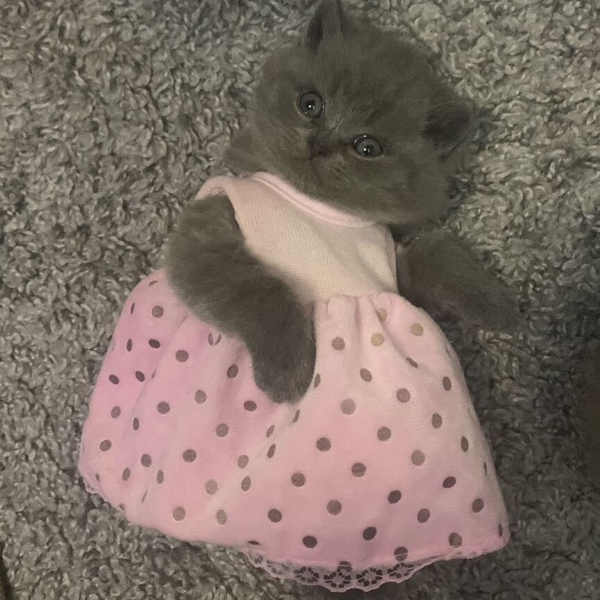 Шотландский вислоухий короткошёрстный котёнок