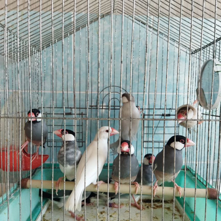 Рисовые амадины