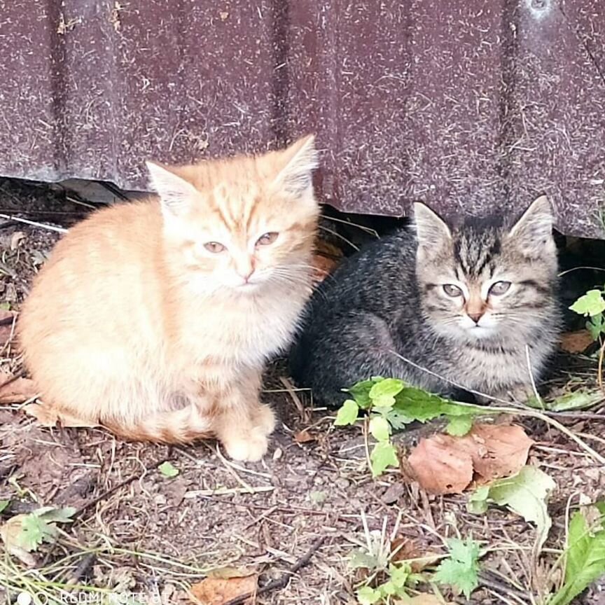 Котята 1,5 мес брошены на даче