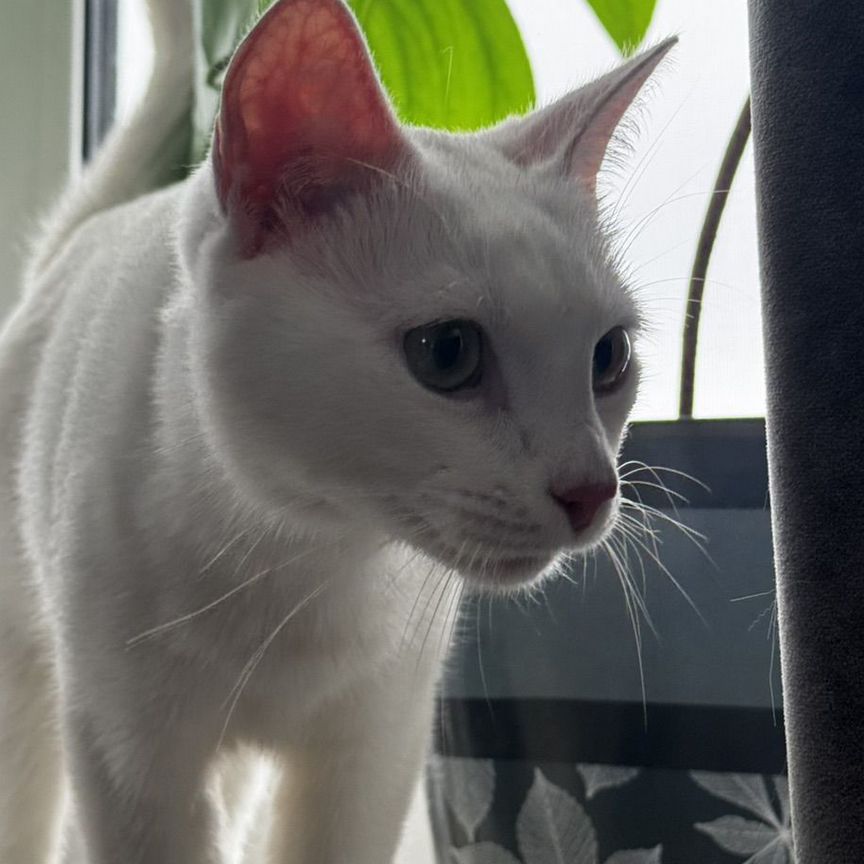 Взрослый кот в добрые руки