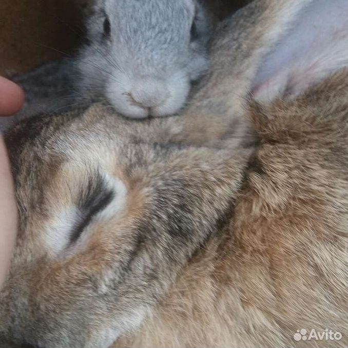 Кролики великаны