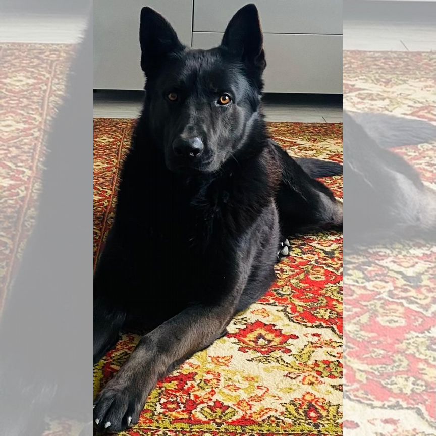 Случка собак