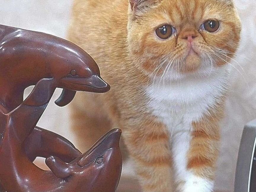 Экзотическая