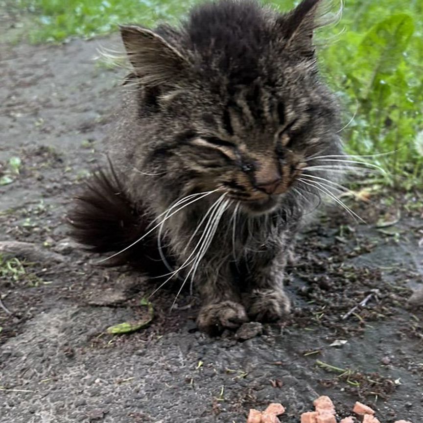 Домашние животные кошки