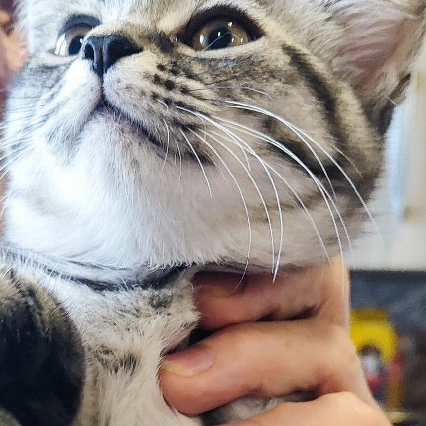 Шотландские вислоухие котята