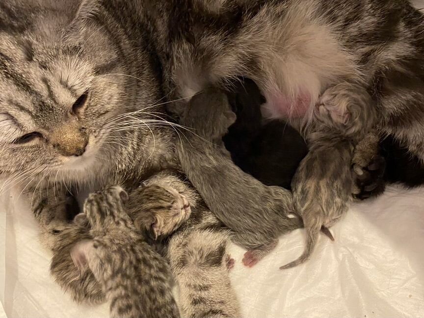Котята шотландские