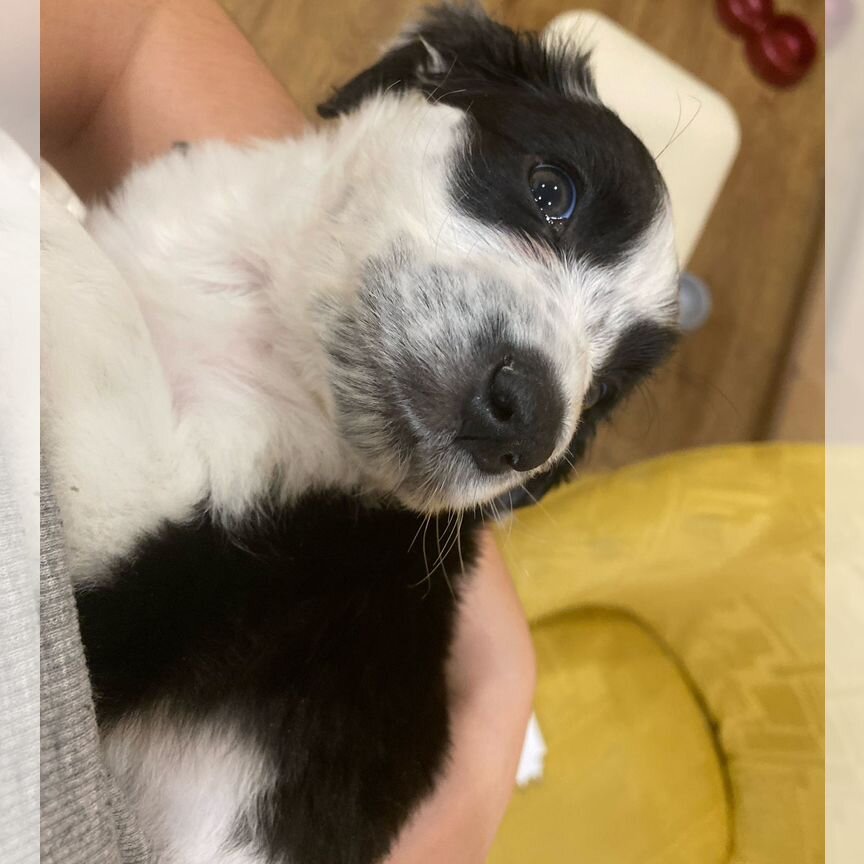 Щенок в добрые руки