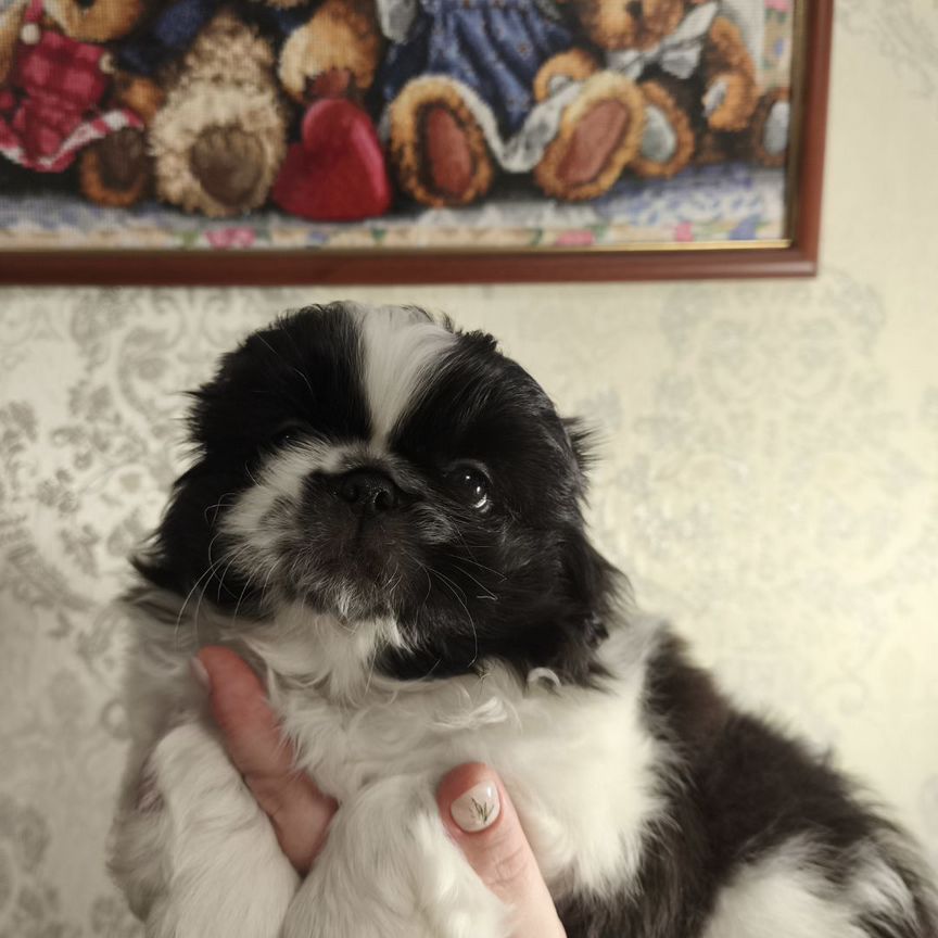 Пекинес щенки