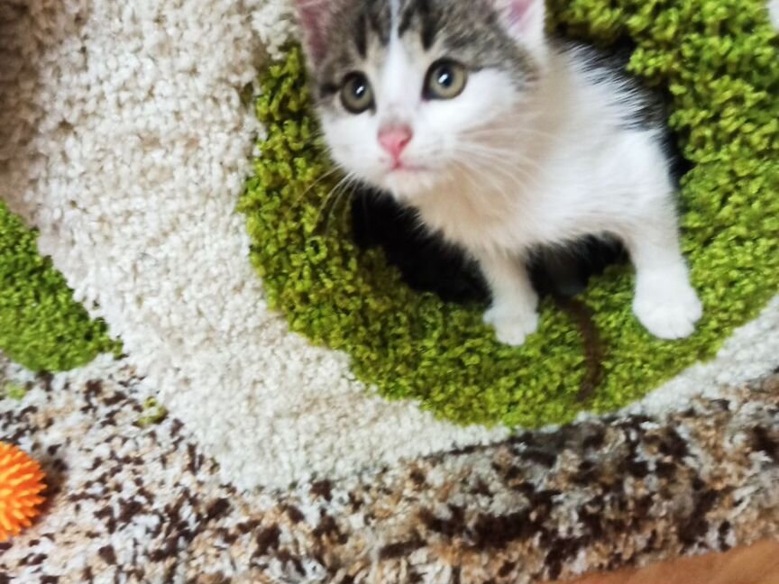 Котенок девочка в добрые руки