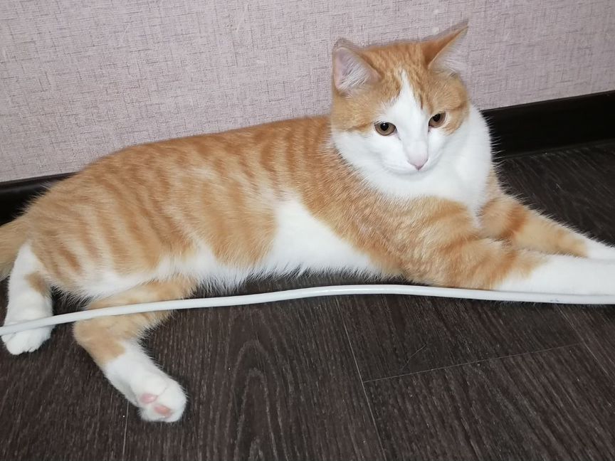 Отдам котика в хорошую семью