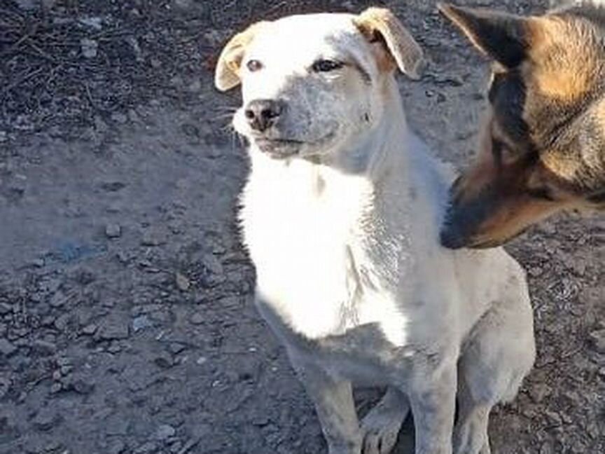 Щенок в добрые руки бесплатно