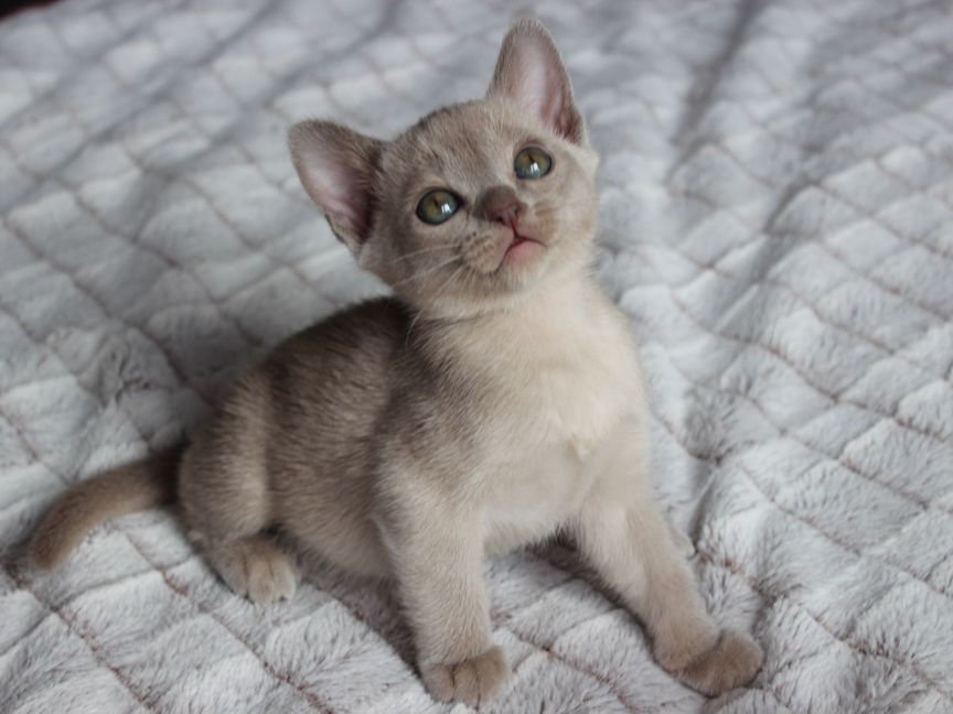 Бурманский котёнок