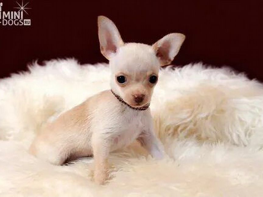 Щенки русский той-терьер