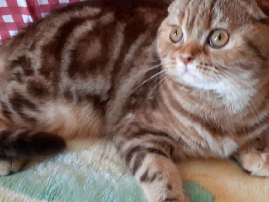 Шотландские кошечки