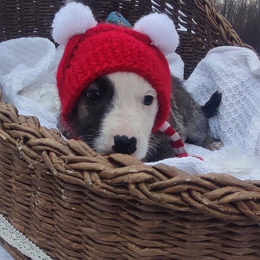 Щенок в добрые руки